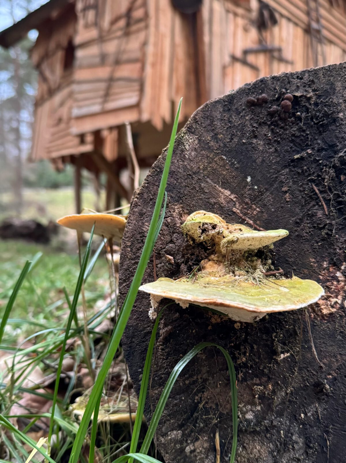 Natur-Resort Tripsdrill: Übernachten im Baumhaus - freizeitparkstories